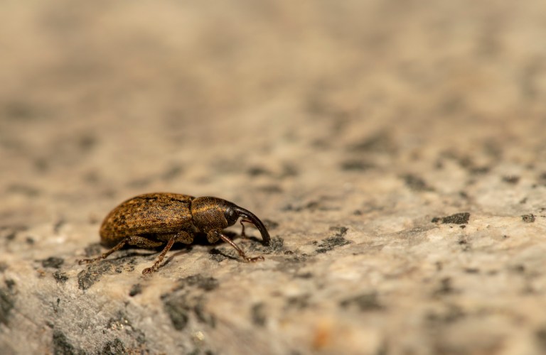 10 Types of Beetles Every Homeowner Should Know - Bob Vila