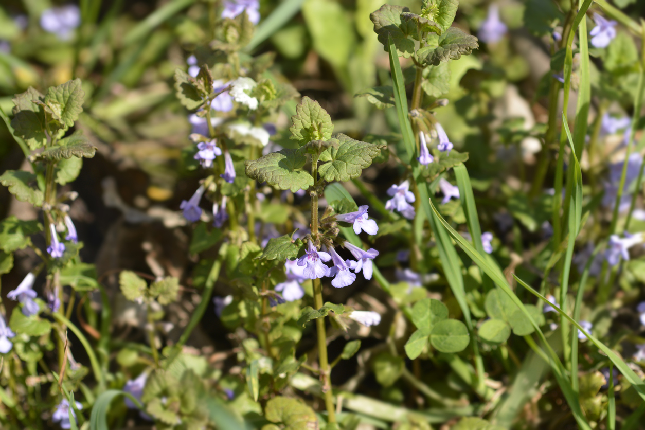 11 Types of Lawn Weeds and How to Control Them - Bob Vila