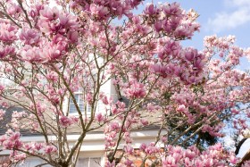 The 12 Best Trees for Front Yard Landscaping - Bob Vila