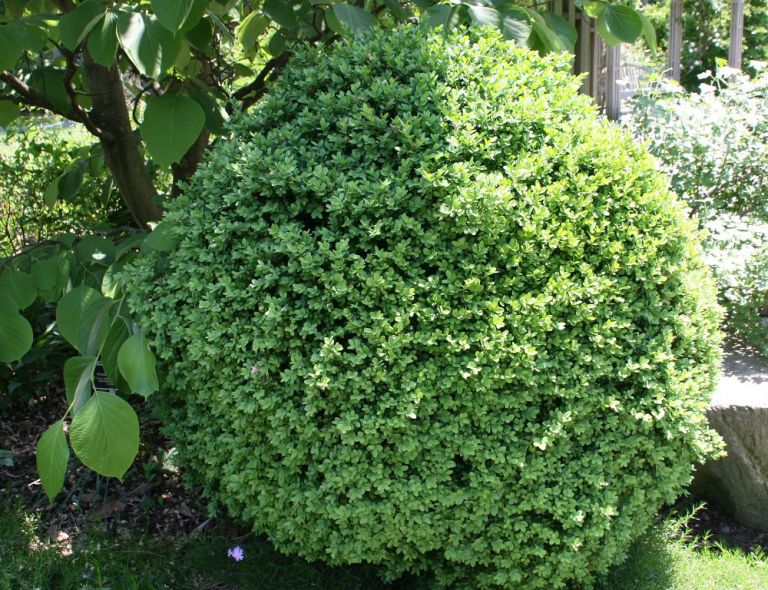 15 Types of Boxwood Shrubs DIY Landscapers Should Know - Bob Vila