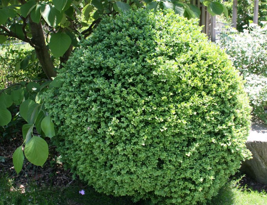 15 Types of Boxwood Shrubs DIY Landscapers Should Know - Bob Vila