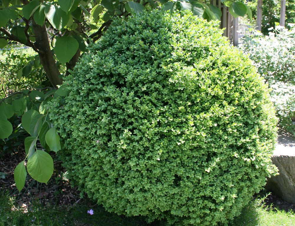 15 Types of Boxwood Shrubs DIY Landscapers Should Know - Bob Vila