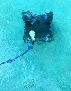 Dolphin Premier Robotic Pool Cleaner Review: Can You Set It and Forget ...