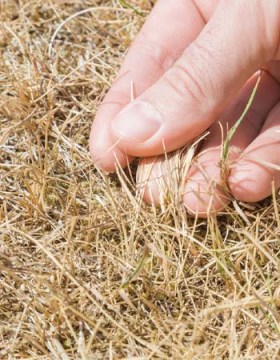 Solved! How to Treat a Drought-Stressed Lawn - Bob Vila