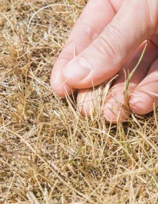 Solved! How to Treat a Drought-Stressed Lawn - Bob Vila