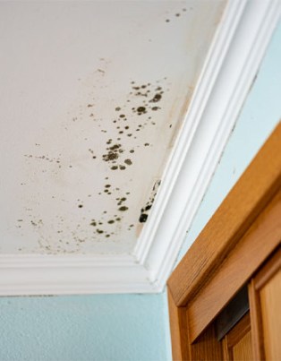 Solved! This Is What Mold on the Ceiling Means—and Here's How to Get ...