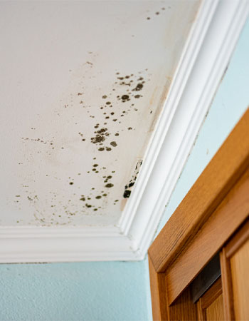 Solved! This Is What Mold on the Ceiling Means—and Here's How to Get ...