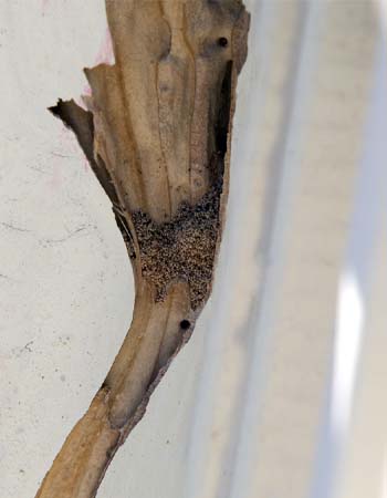 Solved! What Does It Mean When You See Termite Droppings but No ...