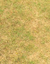 Why Is My Grass Turning Yellow? 8 Problems & Solutions - Bob Vila