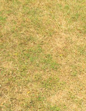 Why Is My Grass Turning Yellow? 8 Problems & Solutions - Bob Vila