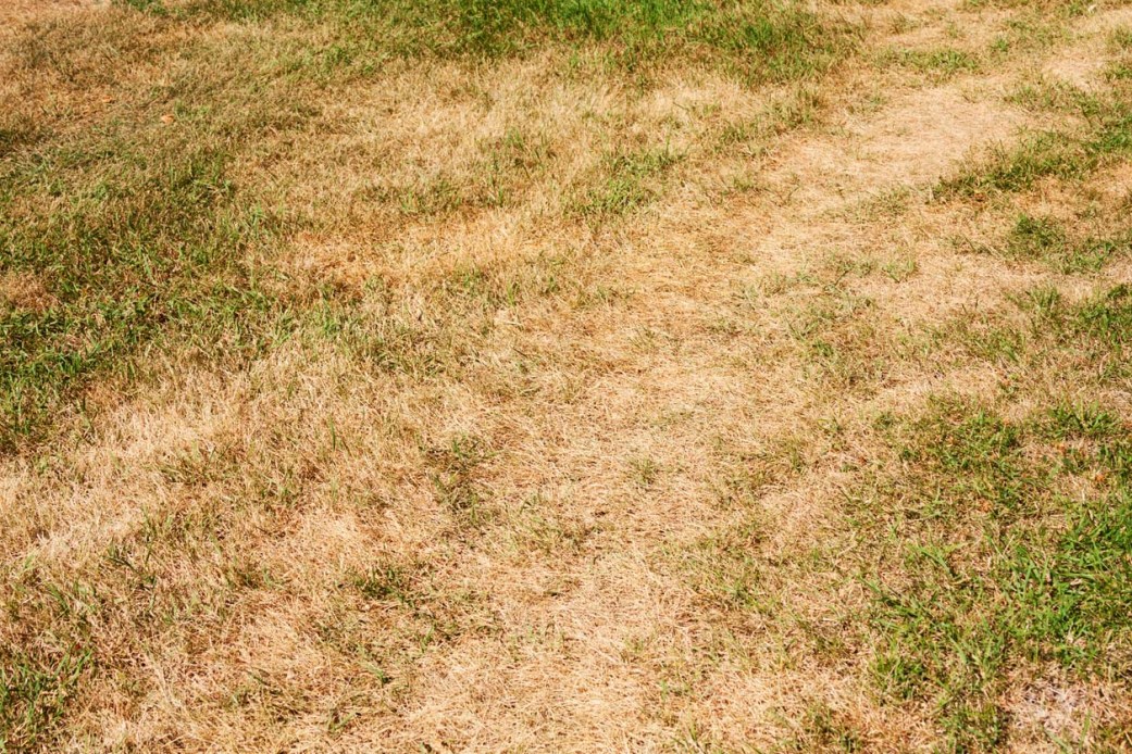 Why Is My Grass Turning Yellow? 8 Problems & Solutions - Bob Vila