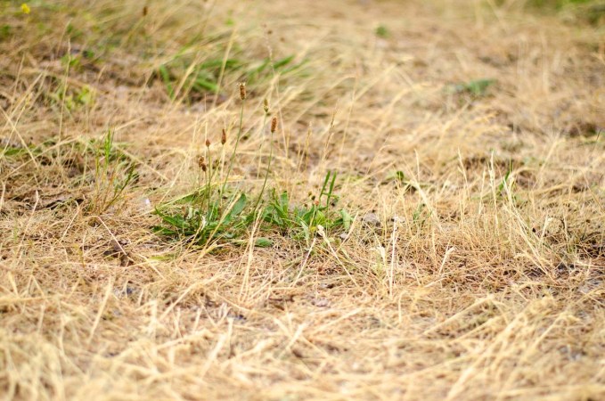 Why Is My Grass Turning Yellow? 8 Problems & Solutions - Bob Vila