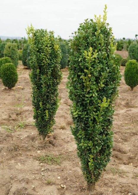 15 Types of Boxwood Shrubs DIY Landscapers Should Know - Bob Vila