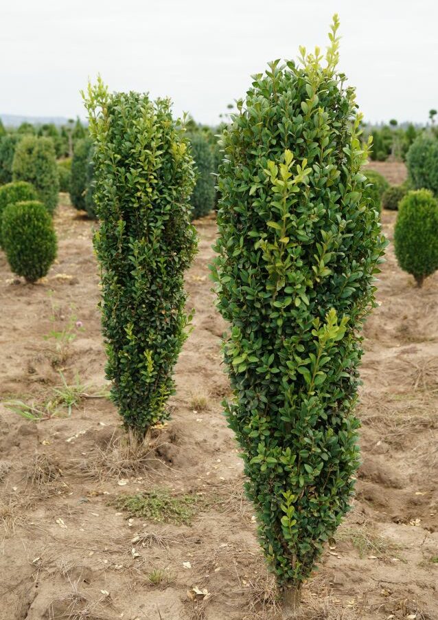 15 Types of Boxwood Shrubs DIY Landscapers Should Know - Bob Vila