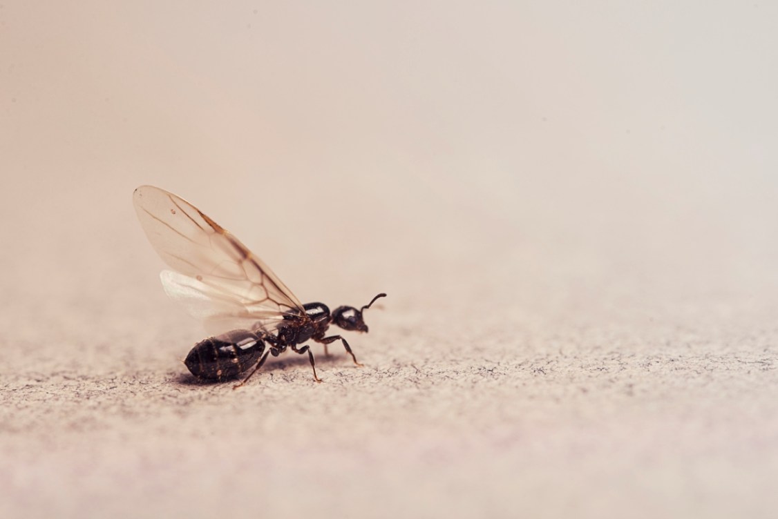 10 Types of Ants Every Homeowner Should Know - Bob Vila