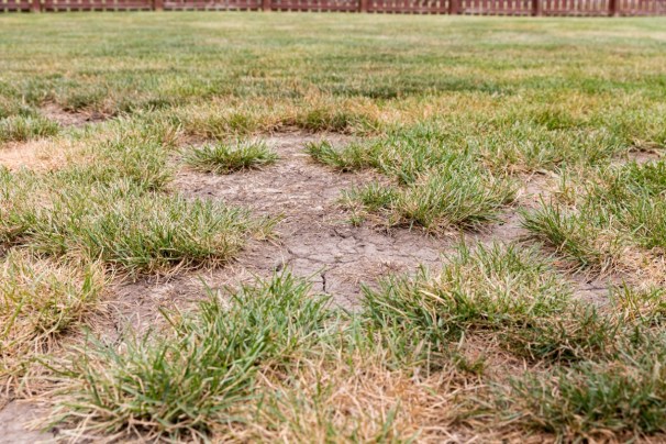 7 Grass Problems That Are Keeping You From Having the Yard You Want