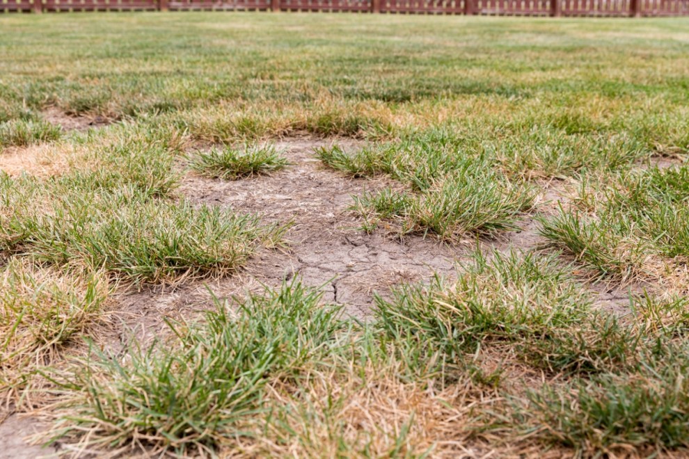 7 Grass Problems That Are Keeping You From Having the Yard You Want