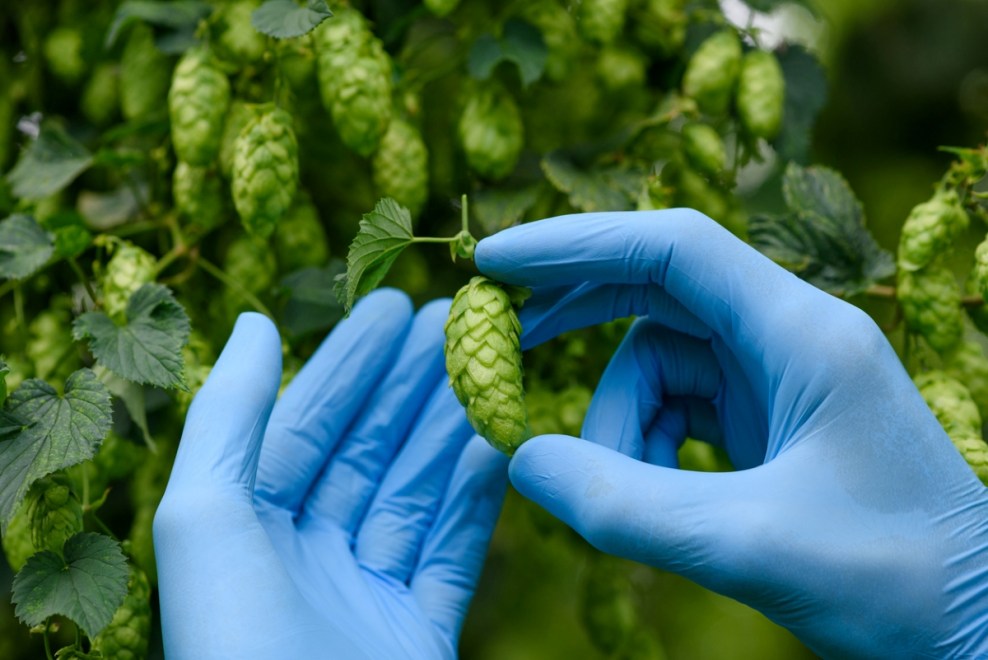 How to Grow Hops at Home - Bob Vila
