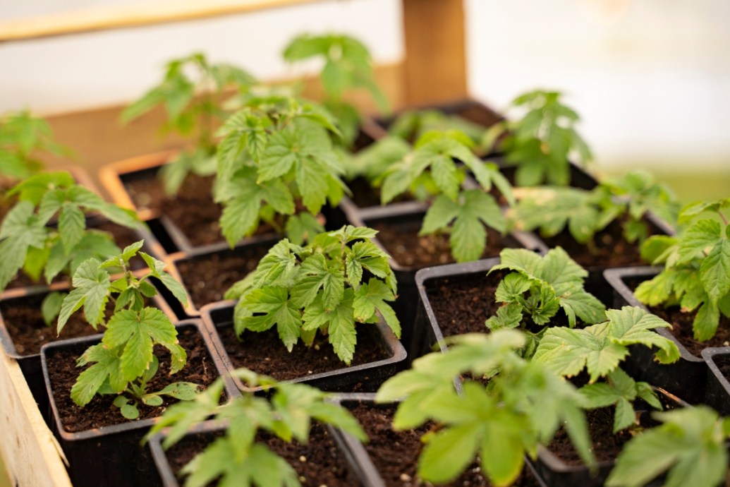 How to Grow Hops at Home - Bob Vila