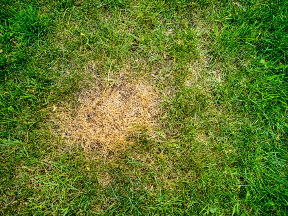 7 Grass Problems That Are Keeping You From Having the Yard You Want