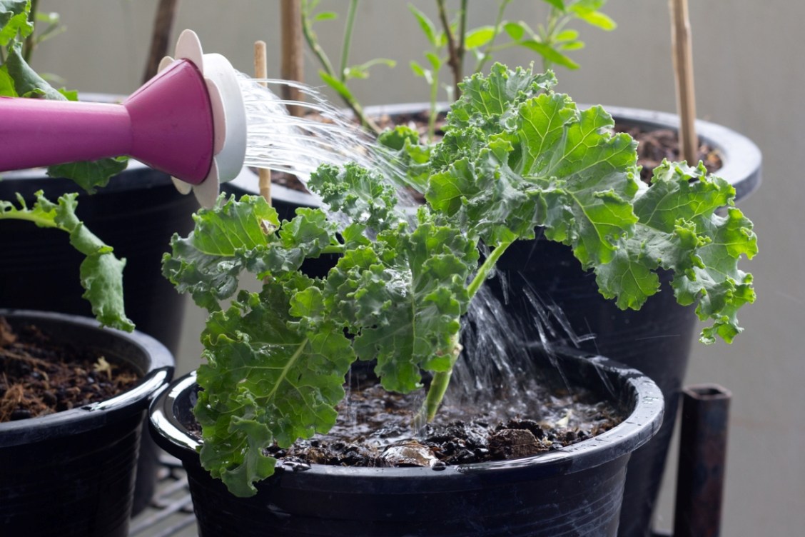 How to Grow Kale at Home - Bob Vila
