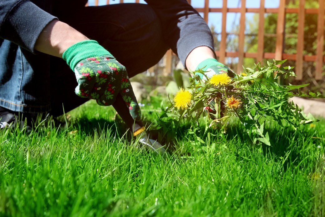 7 Grass Problems That Are Keeping You From Having the Yard You Want