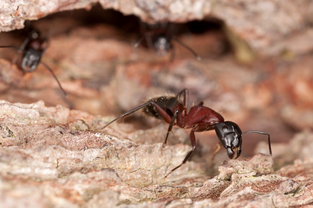 10 Types of Ants Every Homeowner Should Know - Bob Vila
