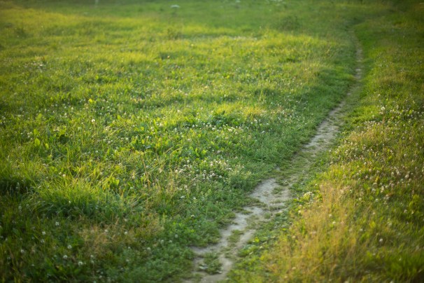 7 Grass Problems That Are Keeping You From Having the Yard You Want