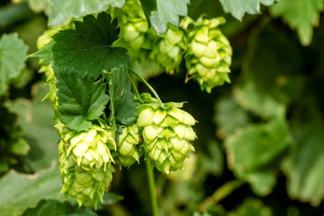 How to Grow Hops at Home - Bob Vila