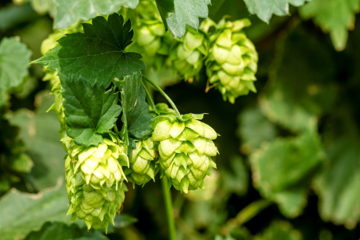 How to Grow Hops at Home - Bob Vila