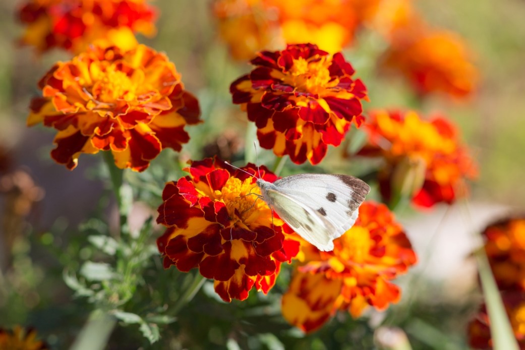 12 Plants With Year-Round Pollinator Appeal - Bob VIla