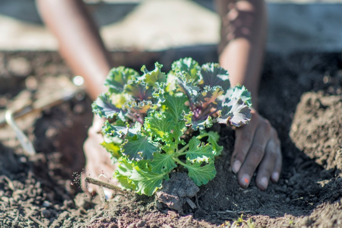 How to Grow Kale at Home - Bob Vila