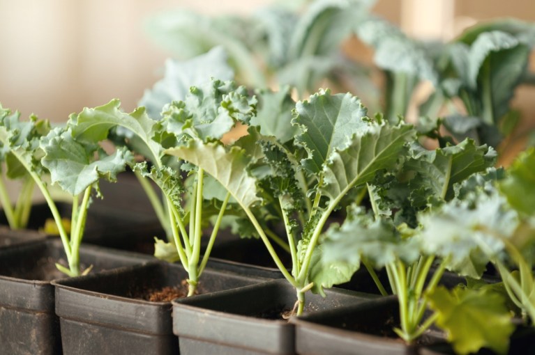 How to Grow Kale at Home - Bob Vila