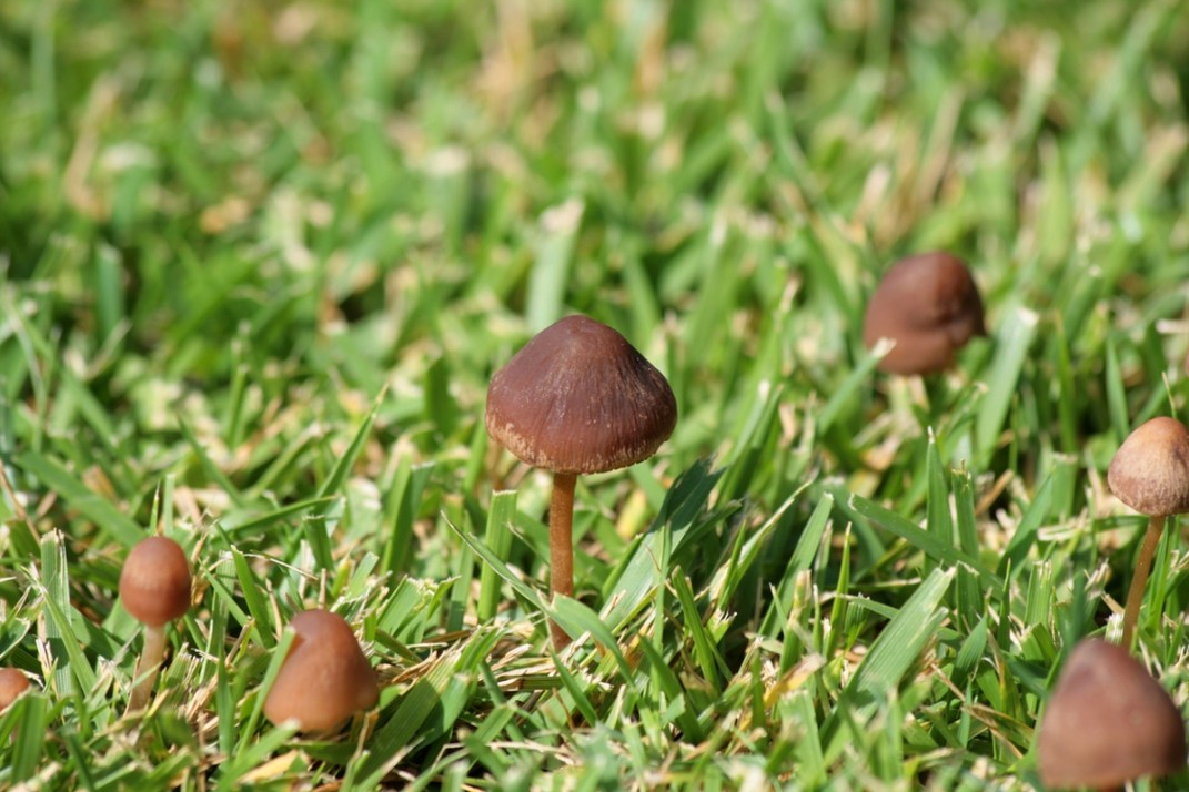 7 Grass Problems That Are Keeping You From Having the Yard You Want