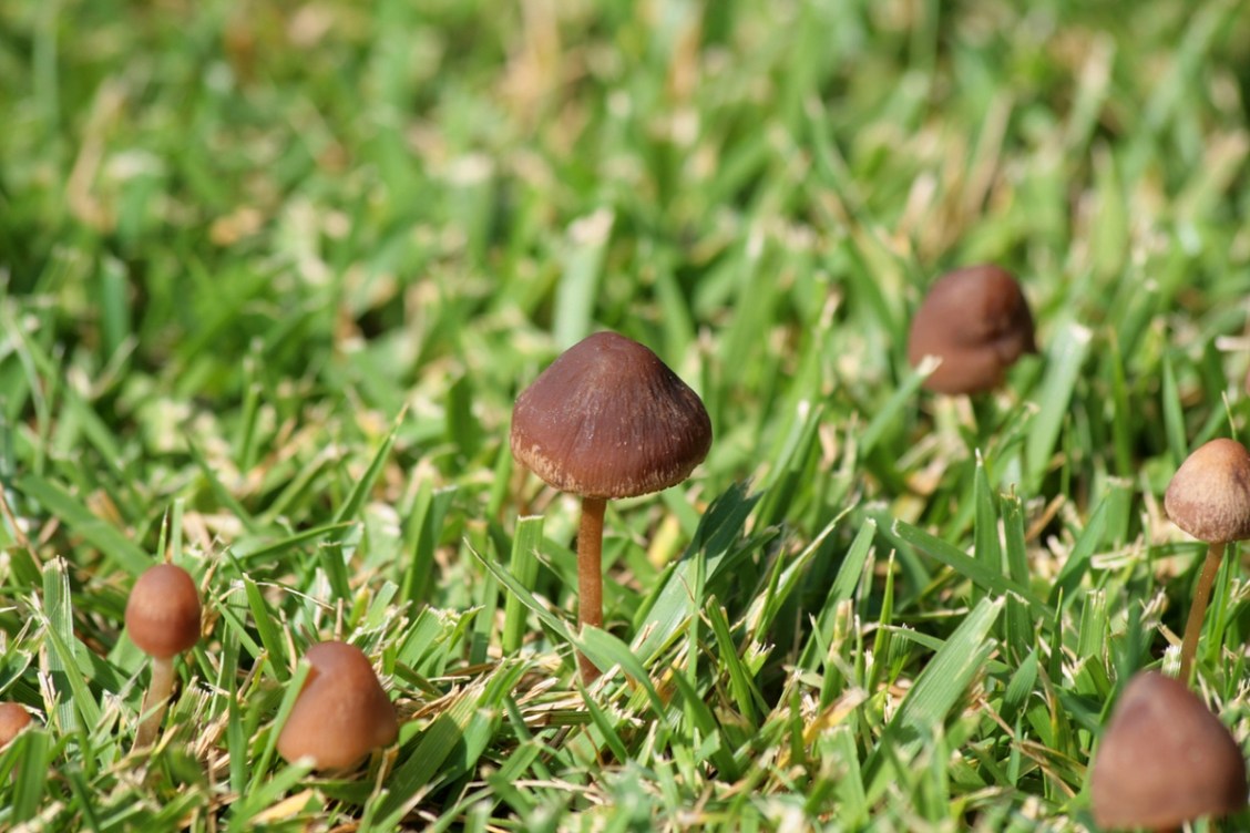 7 Grass Problems That Are Keeping You From Having the Yard You Want