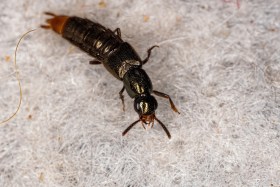 Solved! What Are the Long, Skinny Black Bugs in My House? - Bob Vila