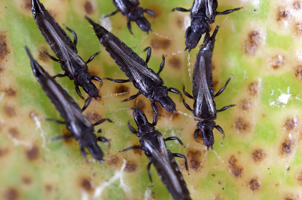 Solved! What Are the Long, Skinny Black Bugs in My House? - Bob Vila