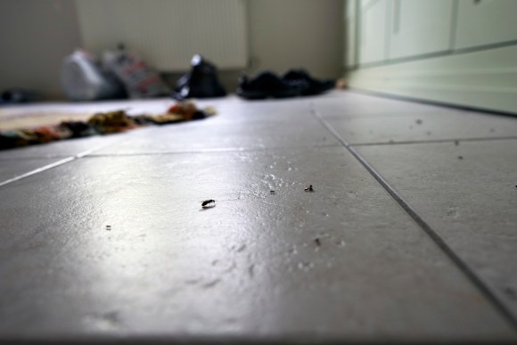 Solved! What Are the Long, Skinny Black Bugs in My House? - Bob Vila