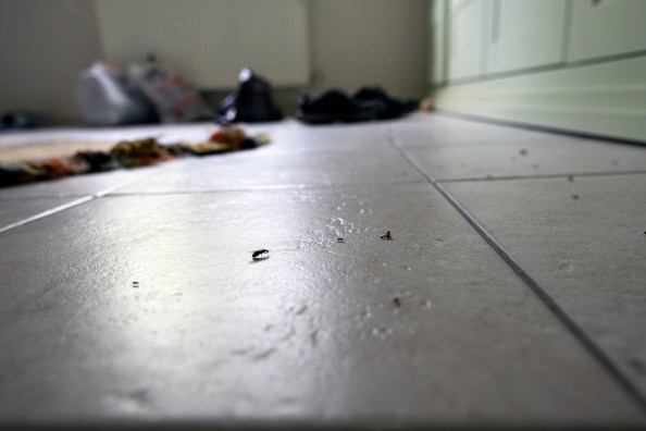 Solved! What Are the Long, Skinny Black Bugs in My House? - Bob Vila