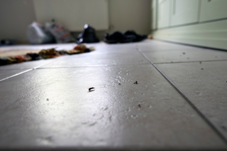 Solved! What Are the Long, Skinny Black Bugs in My House? - Bob Vila