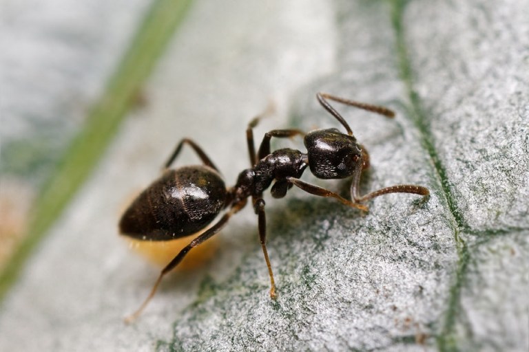 10 Types of Ants Every Homeowner Should Know - Bob Vila
