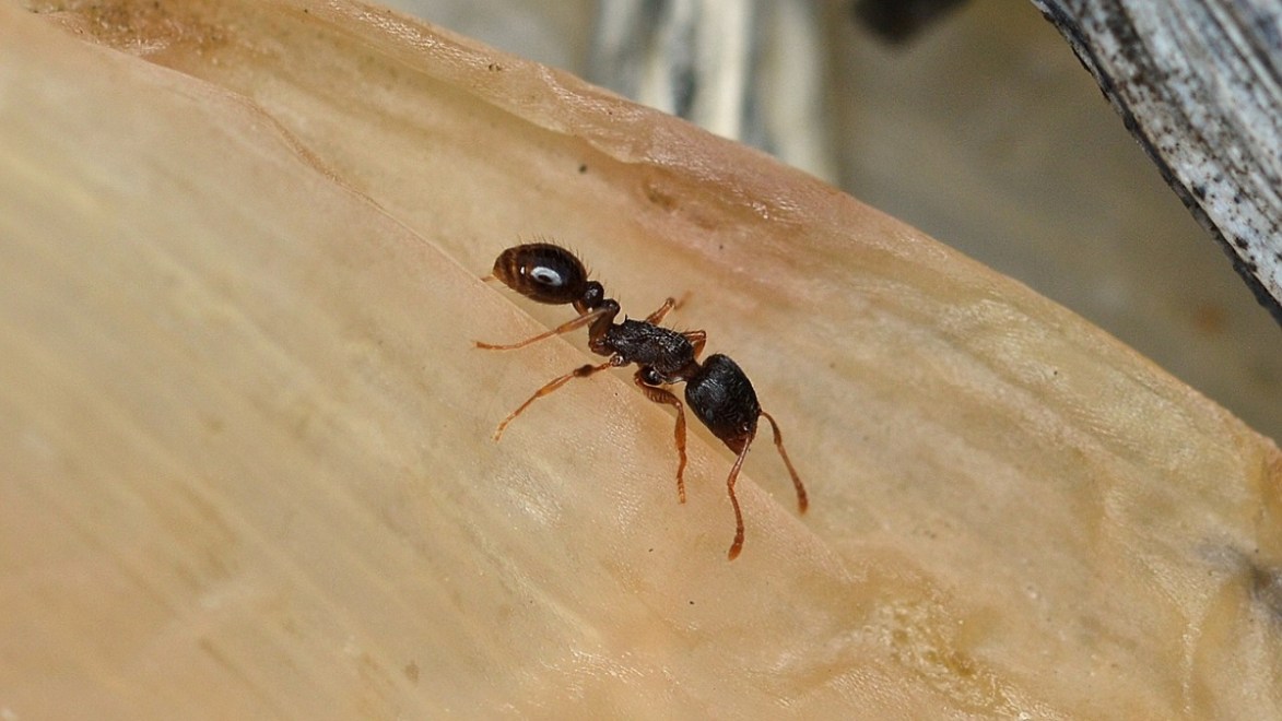 10 Types of Ants Every Homeowner Should Know - Bob Vila