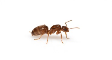 10 Types of Ants Every Homeowner Should Know - Bob Vila