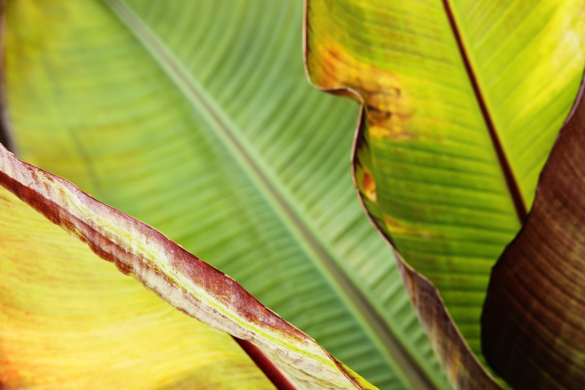 Canna Lily Care: How to Grow Canna Lilies in a Home Garden - Bob Vila