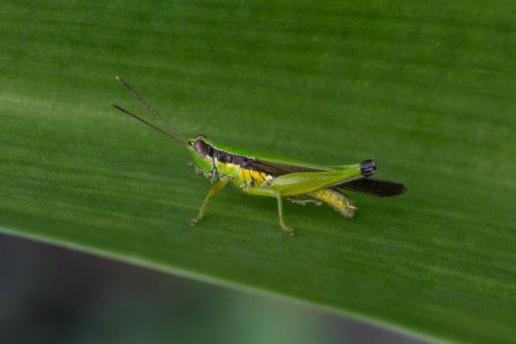 12 of the Most Common Garden Pests—Including 8 of the Most Destructive ...