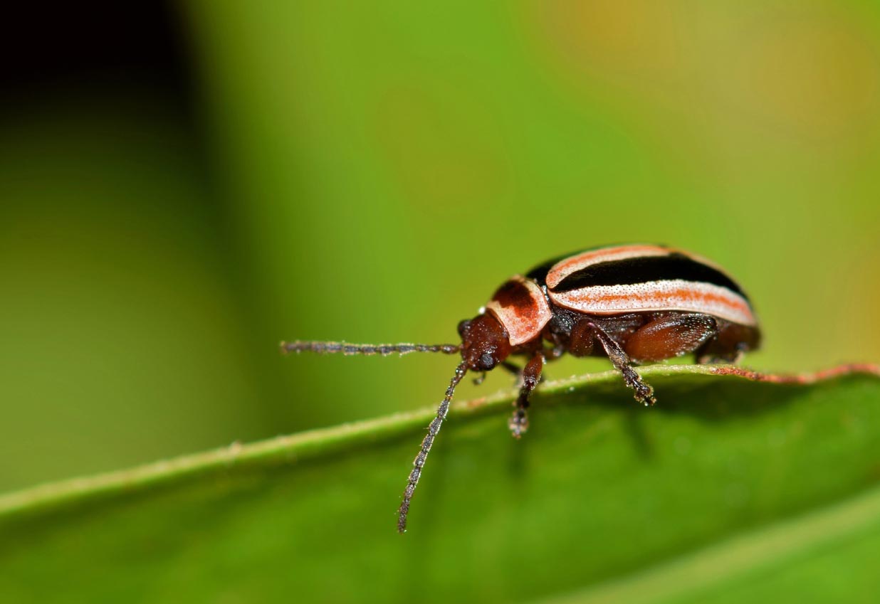 12 of the Most Common Garden Pests—Including 8 of the Most Destructive ...