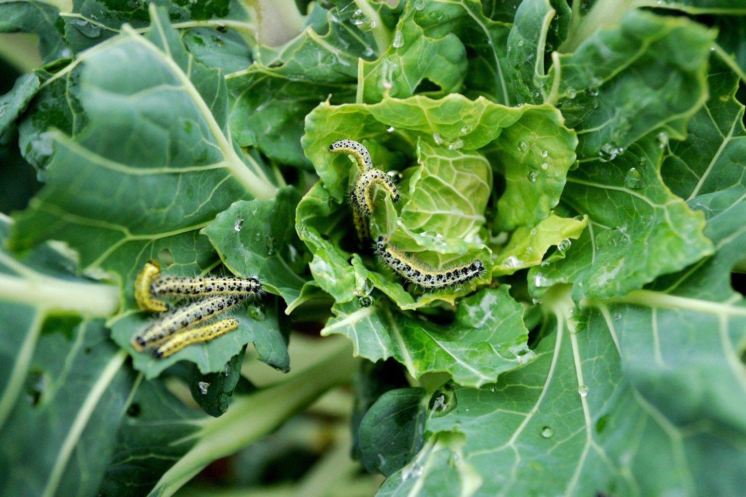 12 of the Most Common Garden Pests—Including 8 of the Most Destructive ...