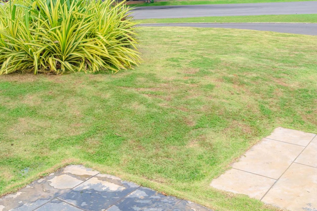 What’s the Difference? Grub Damage vs. Fungus Damage to a Lawn - Bob Vila