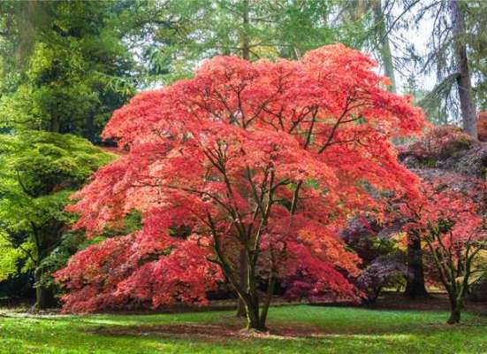 The 20 Best Dwarf Trees for the Front Yard - Bob Vila