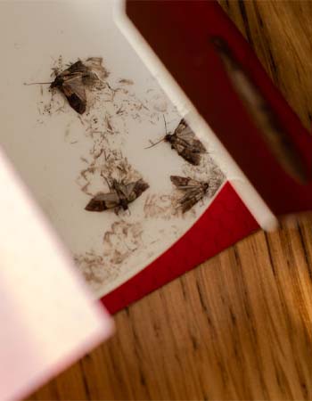 9 Insects That May Be Those Little Black Bugs in The Kitchen - Bob Vila